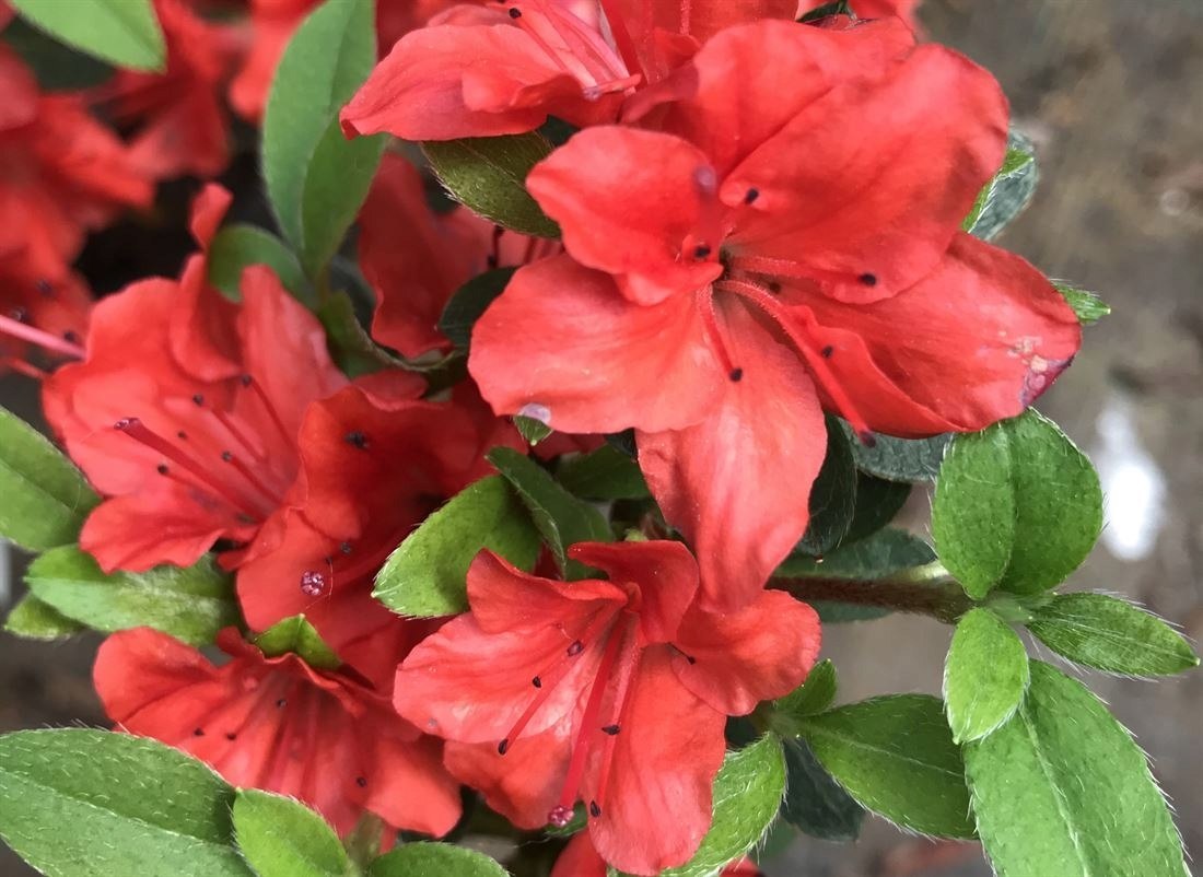 Azalia Japońska Fridoline doniczka 2L